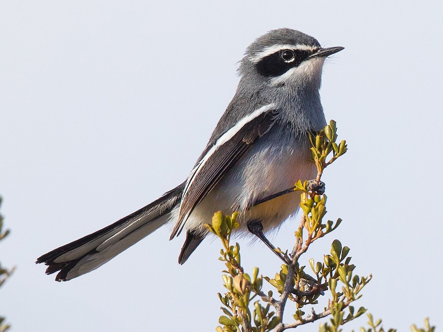 Fairy Flycatcher - eBird