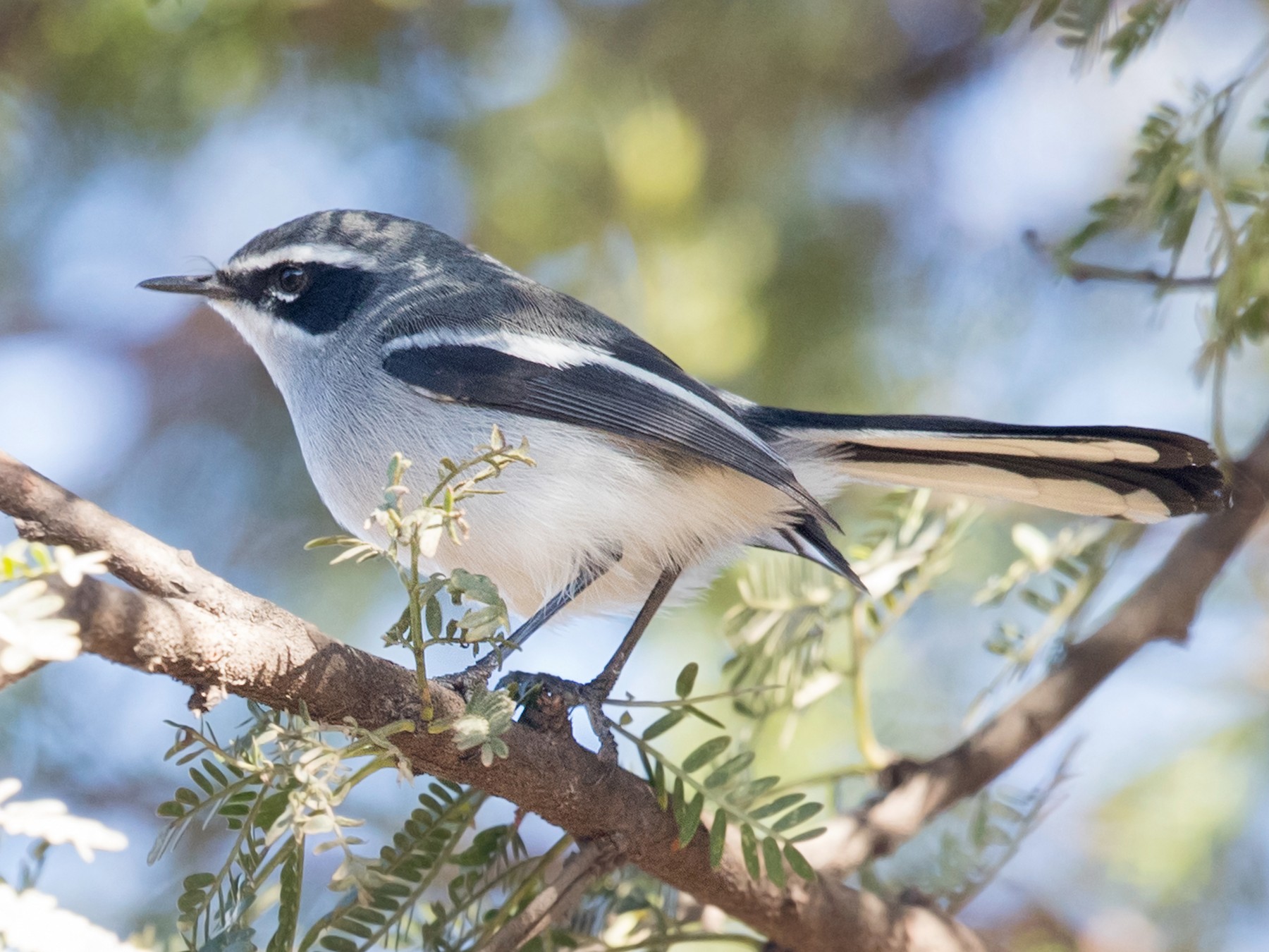 Fairy Flycatcher - eBird