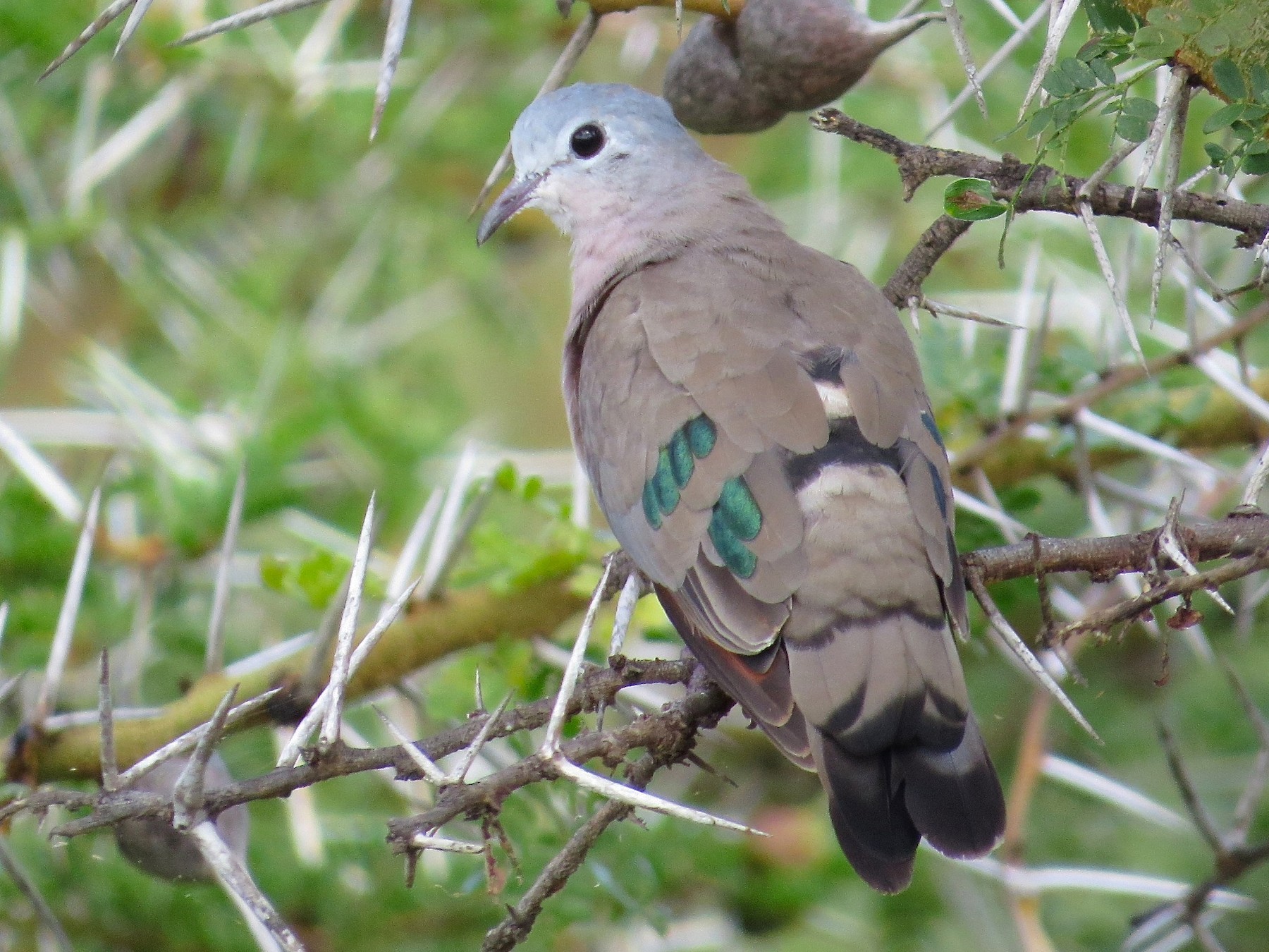 Emerald-spotted Wood-Dove - eBird