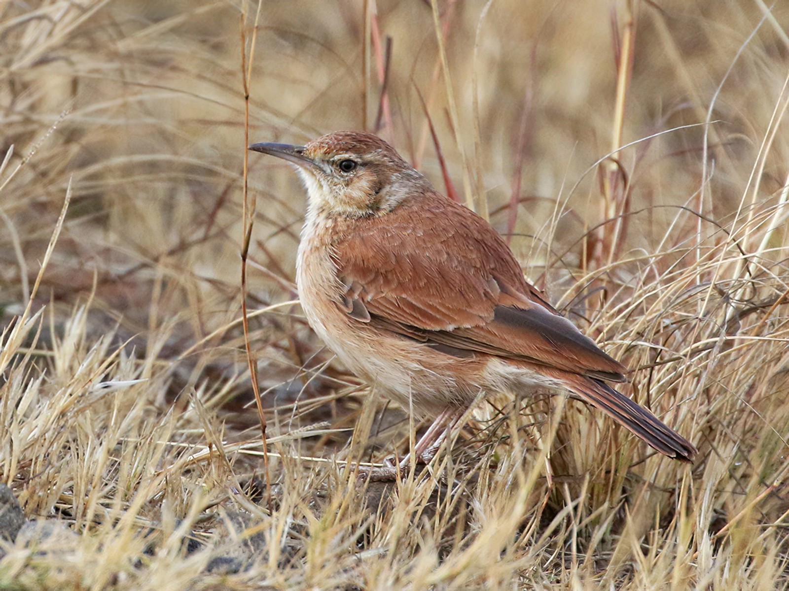 Eastern Long-billed Lark - eBird