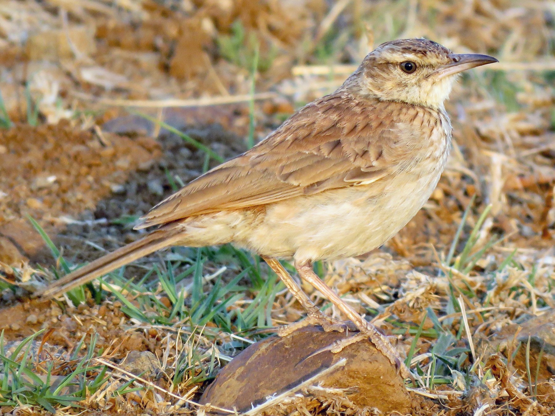 Eastern Long-billed Lark - eBird