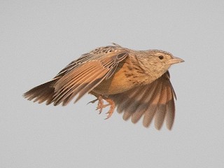 Eastern Clapper Lark - eBird