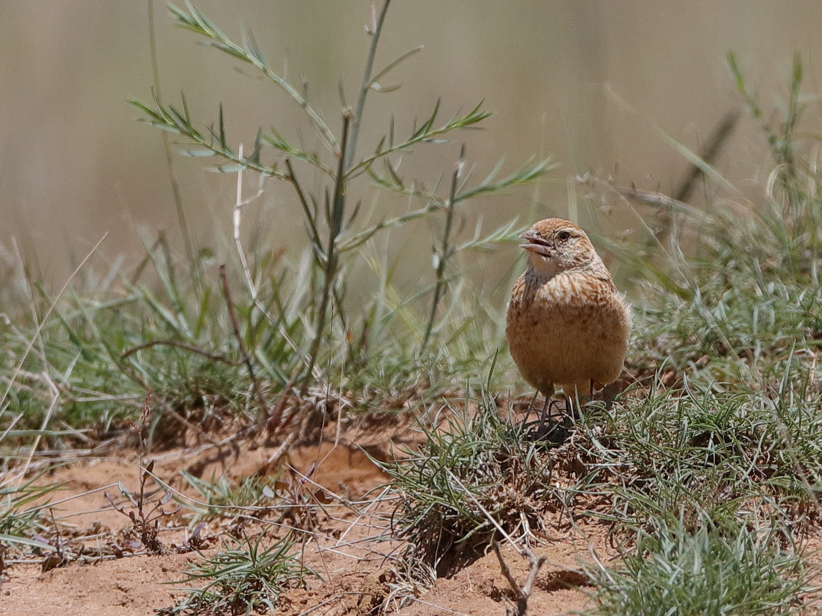 Eastern Clapper Lark - eBird