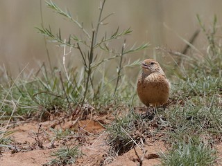Eastern Clapper Lark - eBird