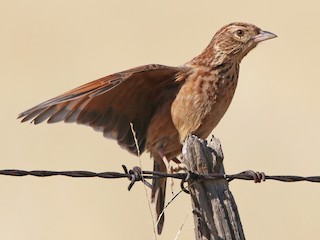 Eastern Clapper Lark - eBird
