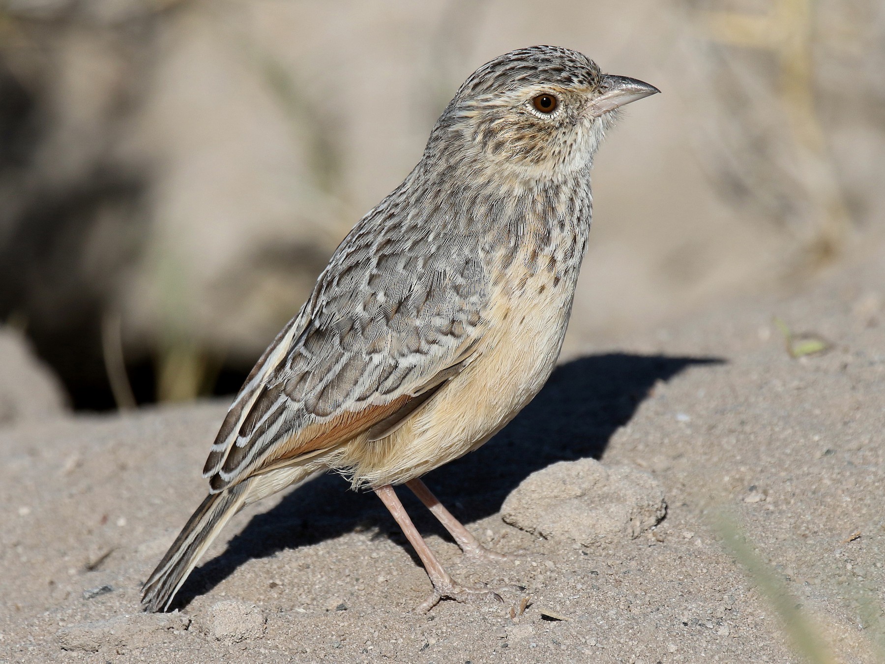 Eastern Clapper Lark - eBird