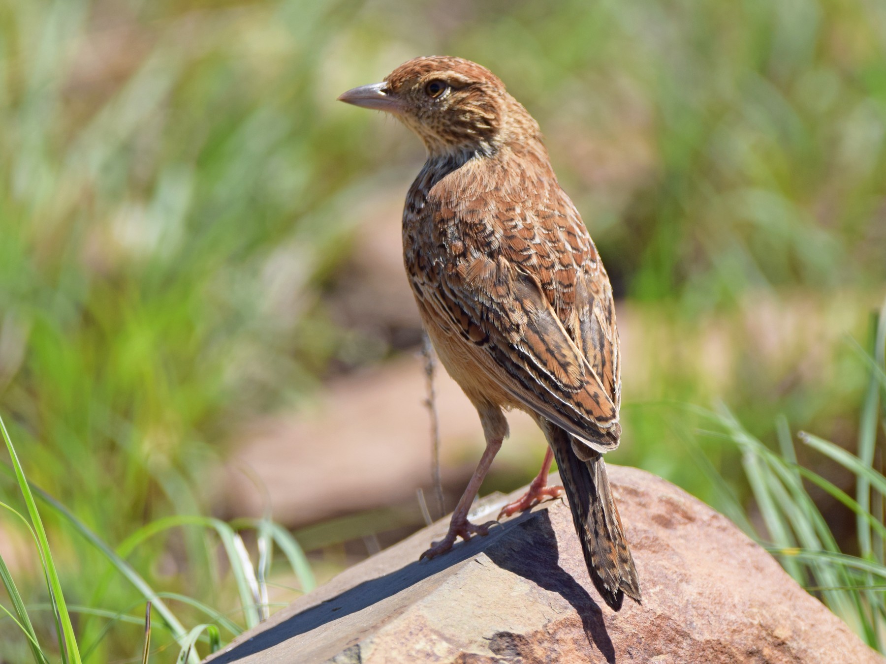 Eastern Clapper Lark - eBird