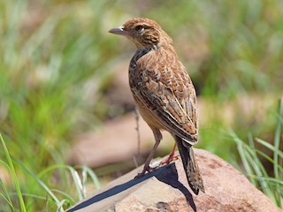 Eastern Clapper Lark - eBird