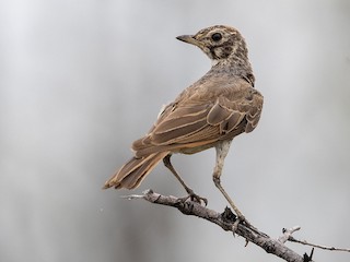 Dusky Lark - eBird