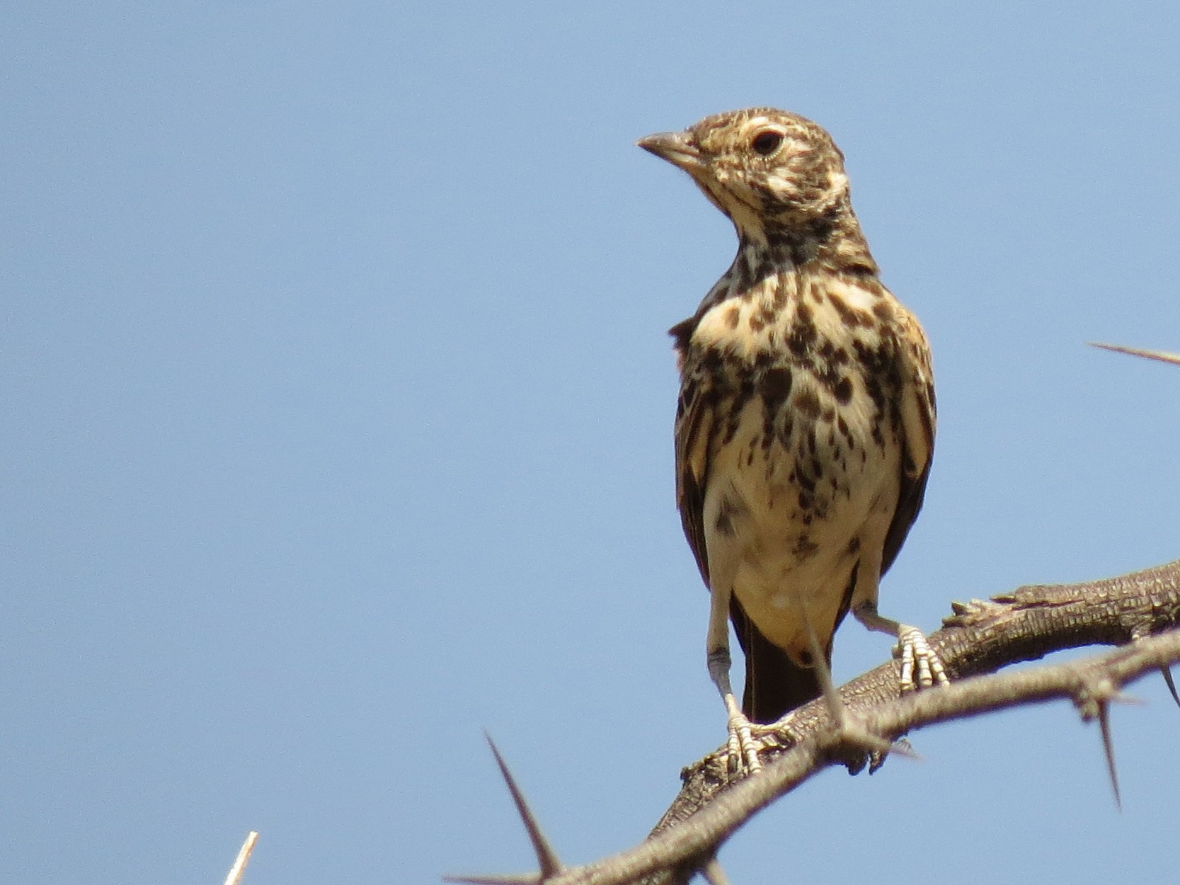 Dusky Lark - eBird