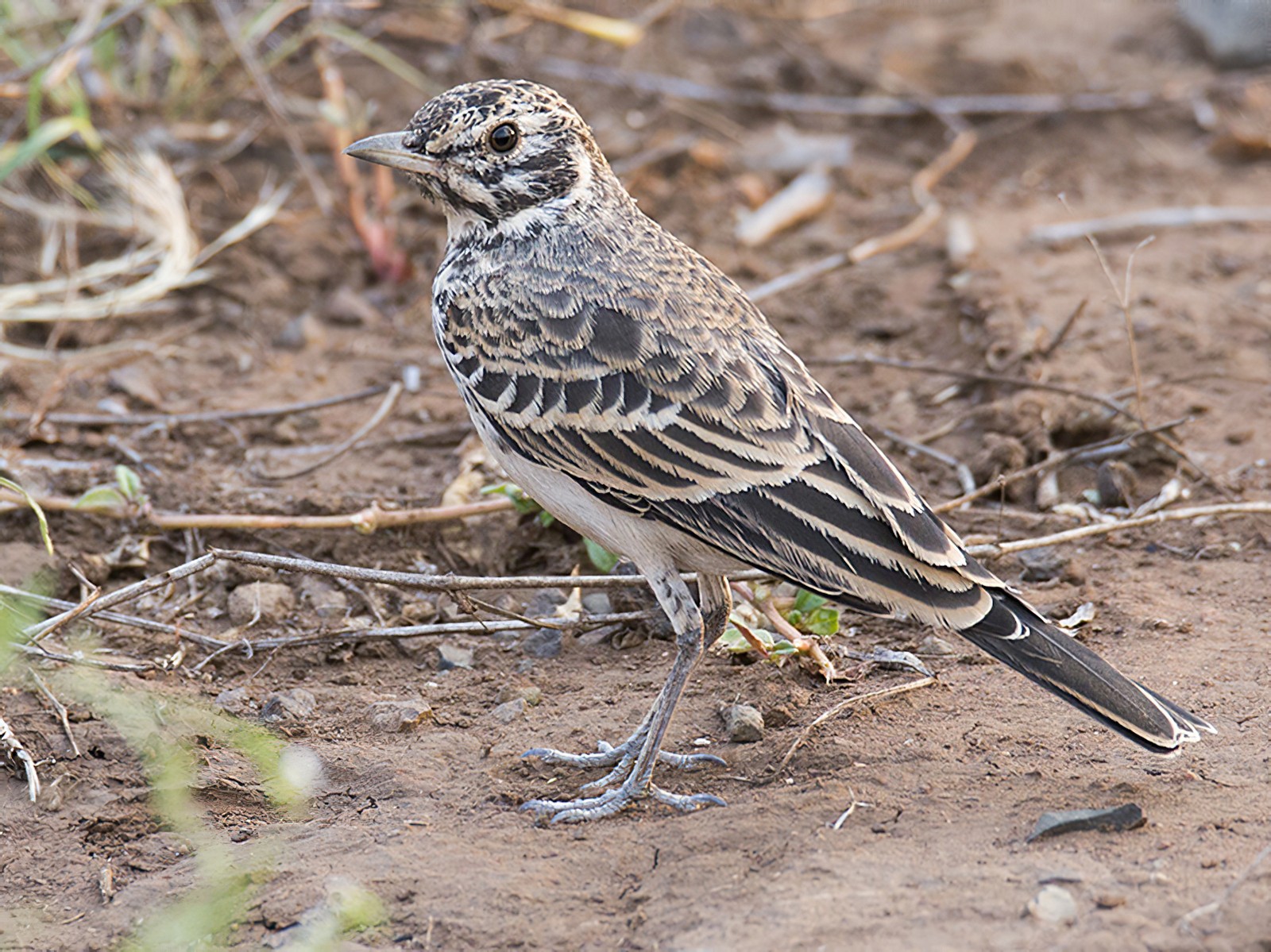 Dusky Lark - eBird