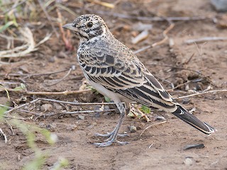 Dusky Lark - eBird