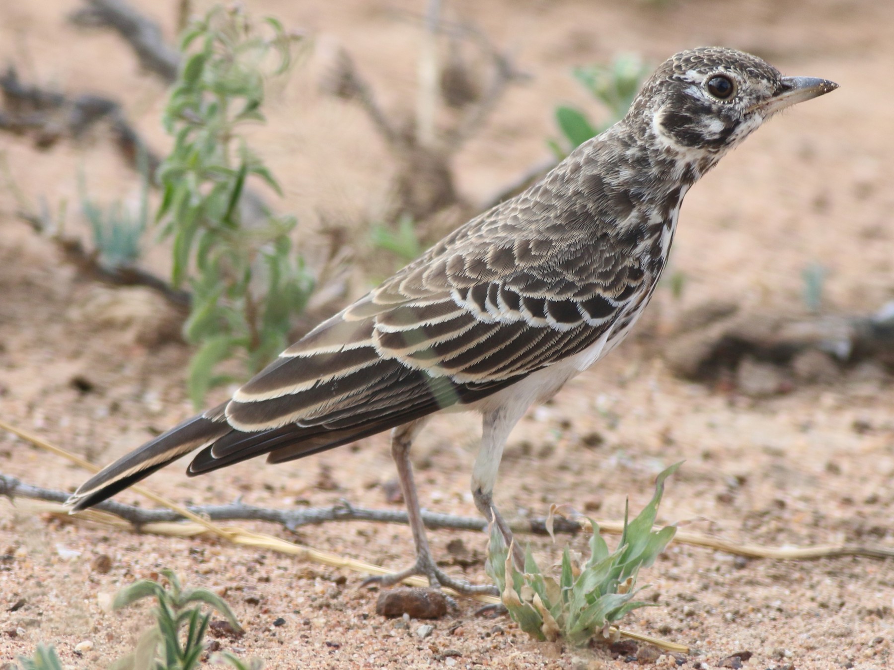 Dusky Lark - eBird