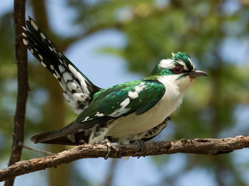Dideric Cuckoo - eBird