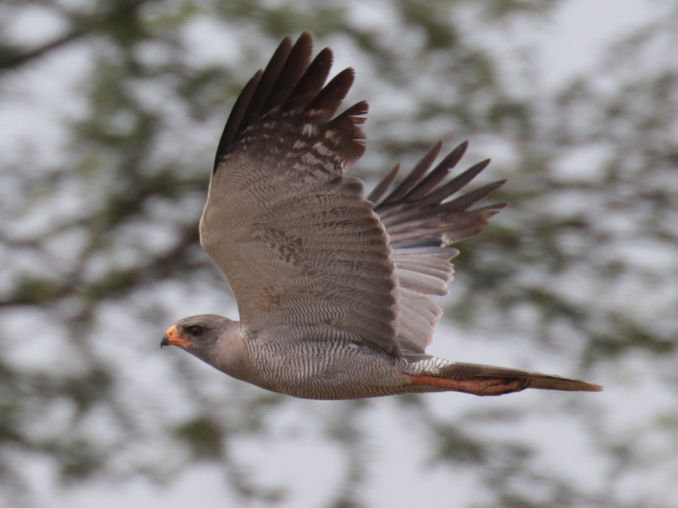Dark Chanting-Goshawk - eBird