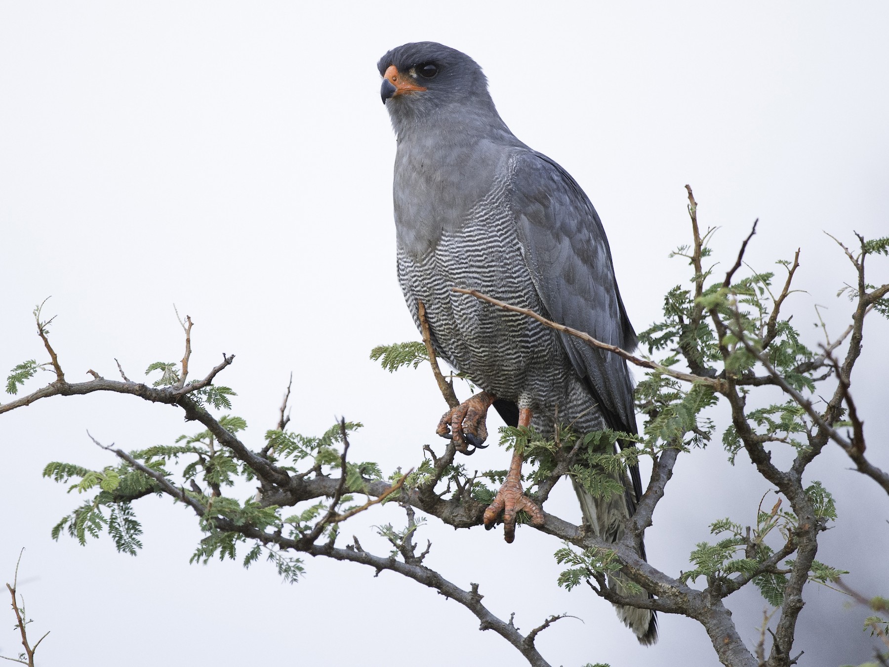 Dark Chanting-Goshawk - eBird