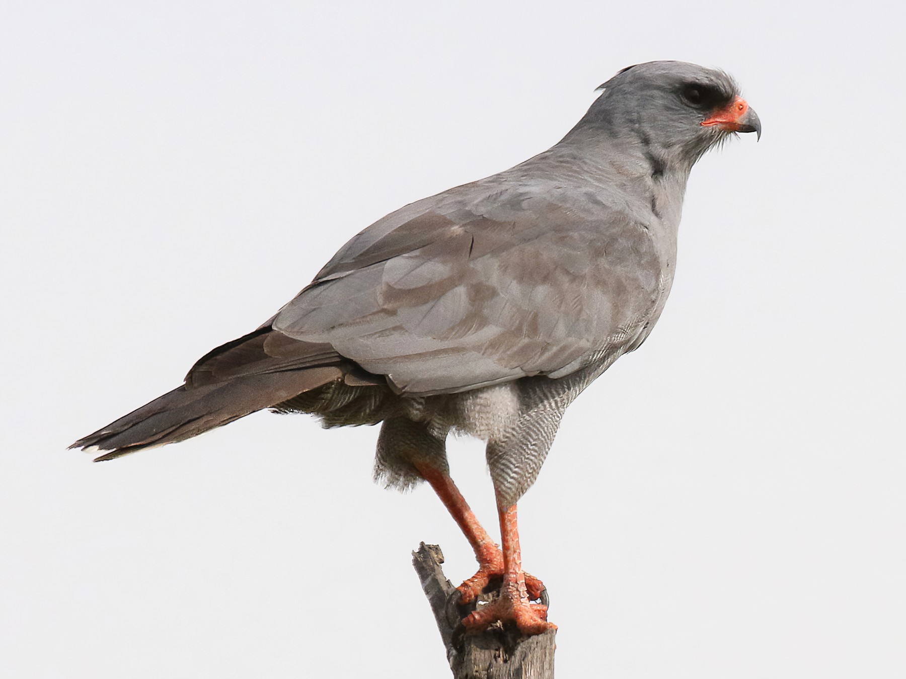 Dark Chanting-Goshawk - eBird