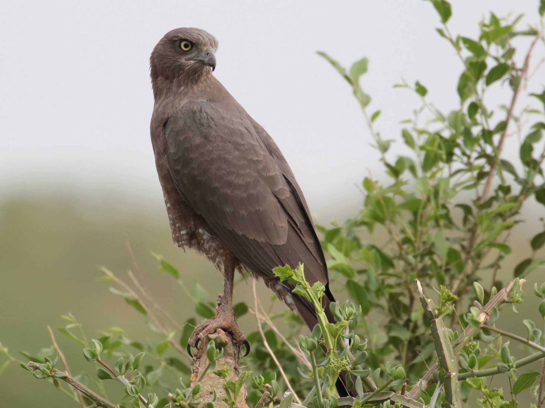Dark Chanting-Goshawk - eBird