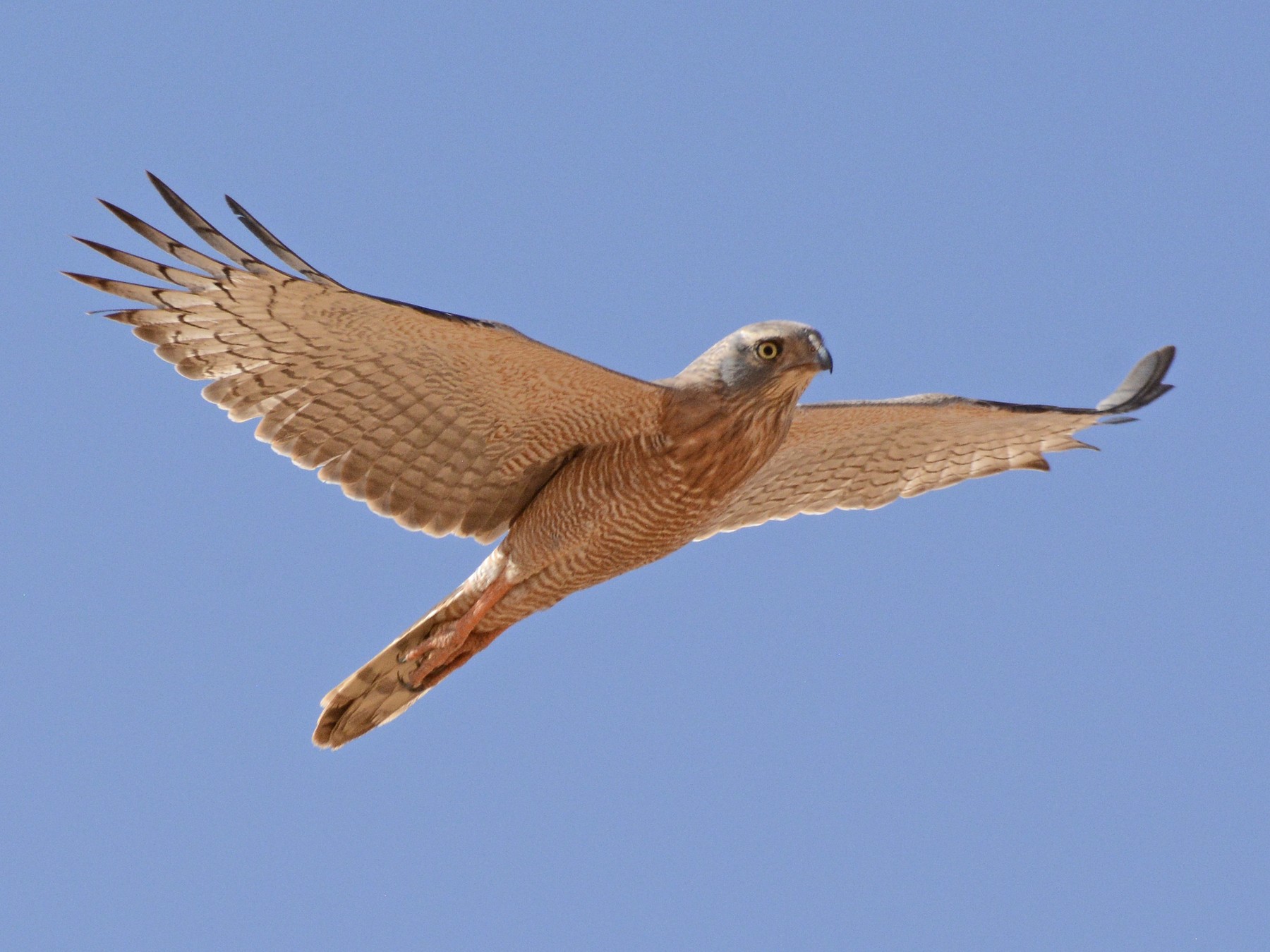 Dark Chanting-Goshawk - eBird