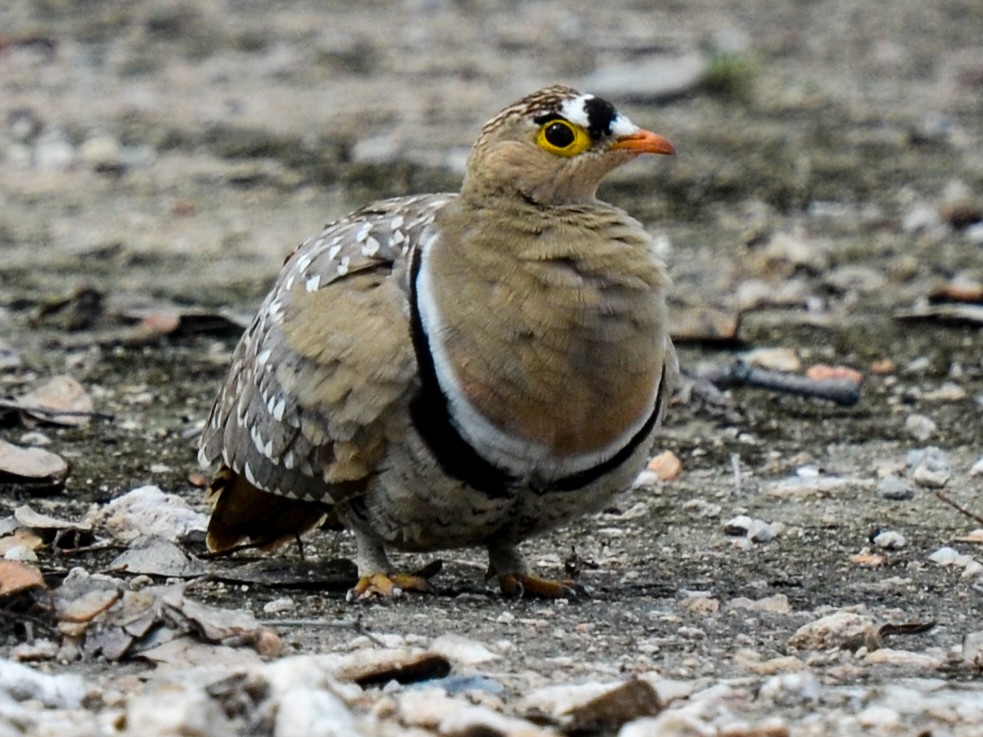 Double-banded Sandgrouse - eBird