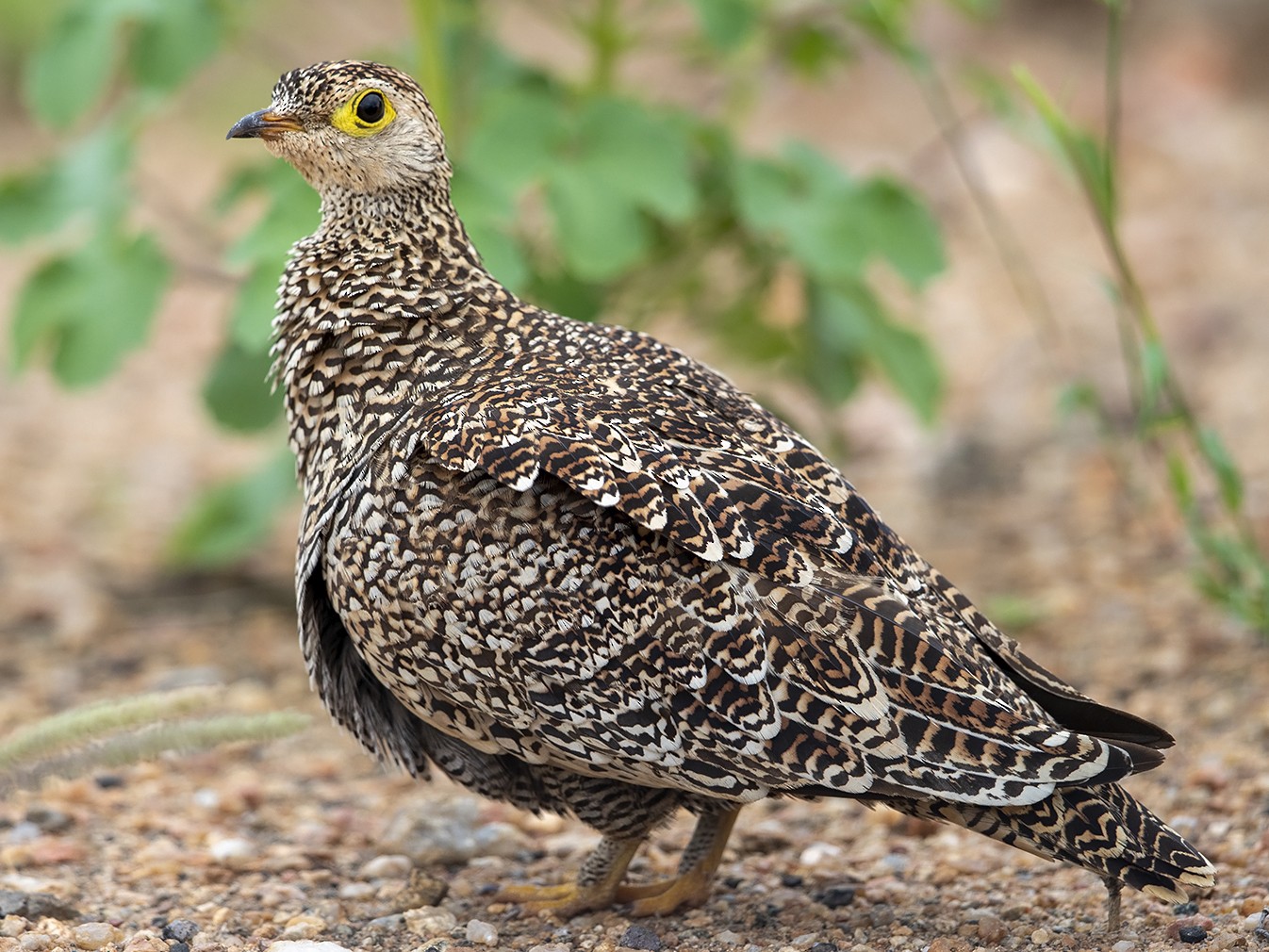 Double-banded Sandgrouse - eBird