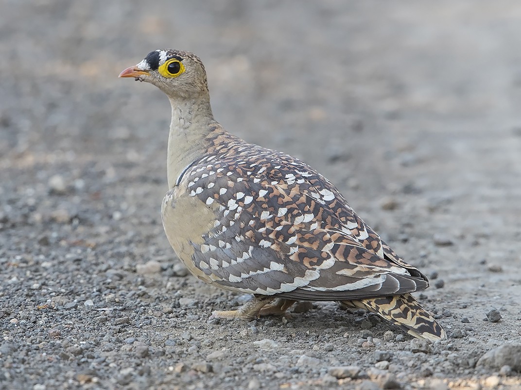 Double-banded Sandgrouse - eBird