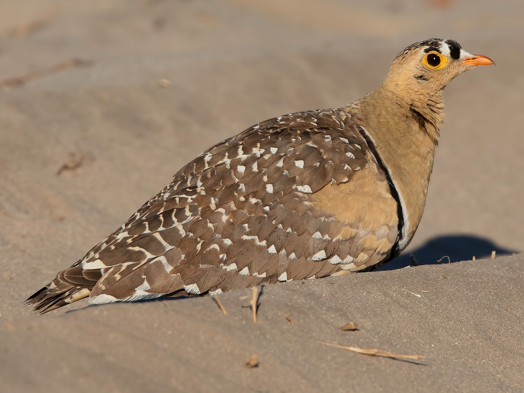Double-banded Sandgrouse - eBird