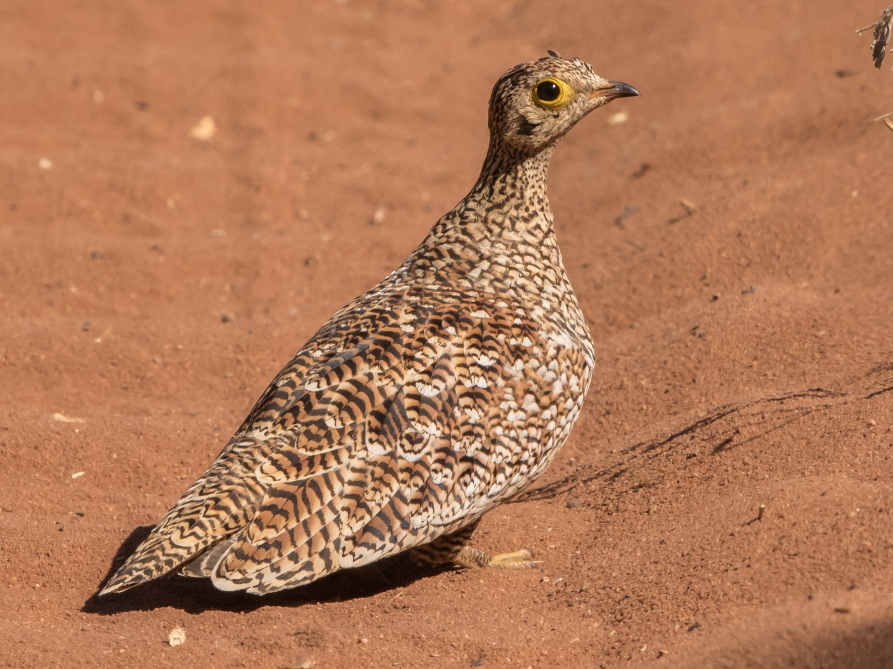 Double-banded Sandgrouse - eBird