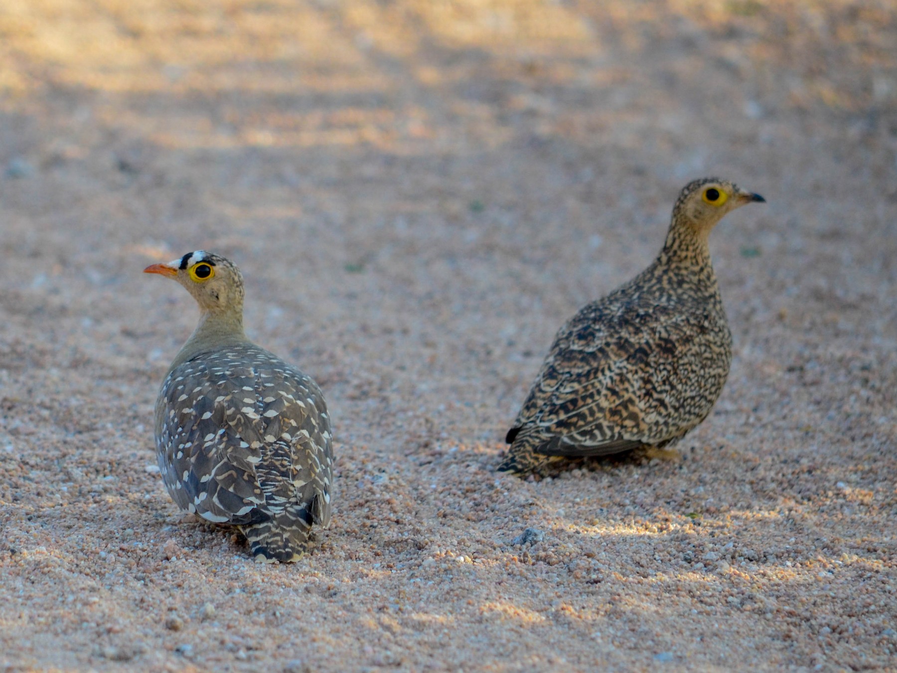 Double-banded Sandgrouse - eBird