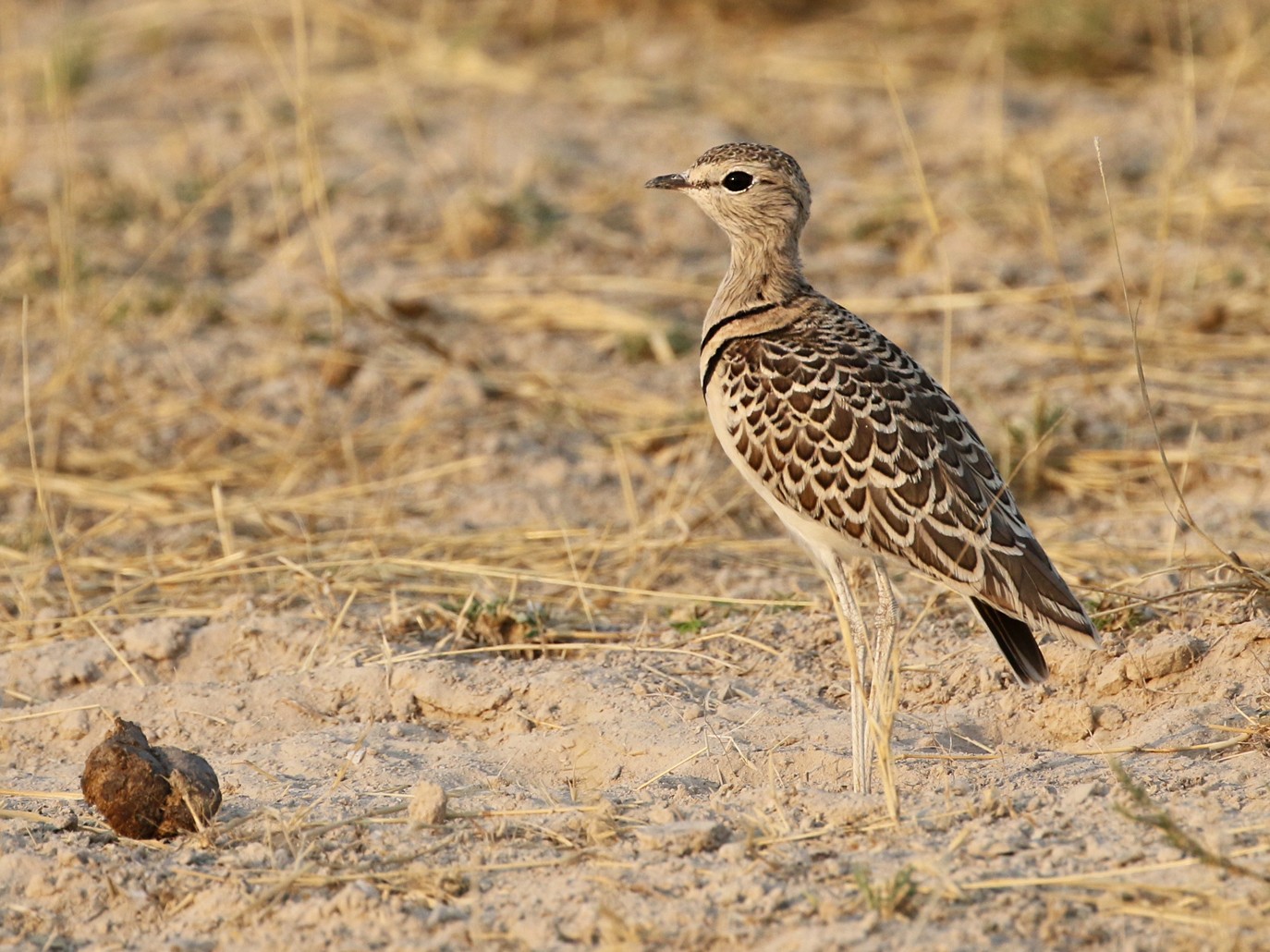 Double-banded Courser - eBird