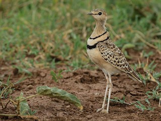 Double-banded Courser - eBird