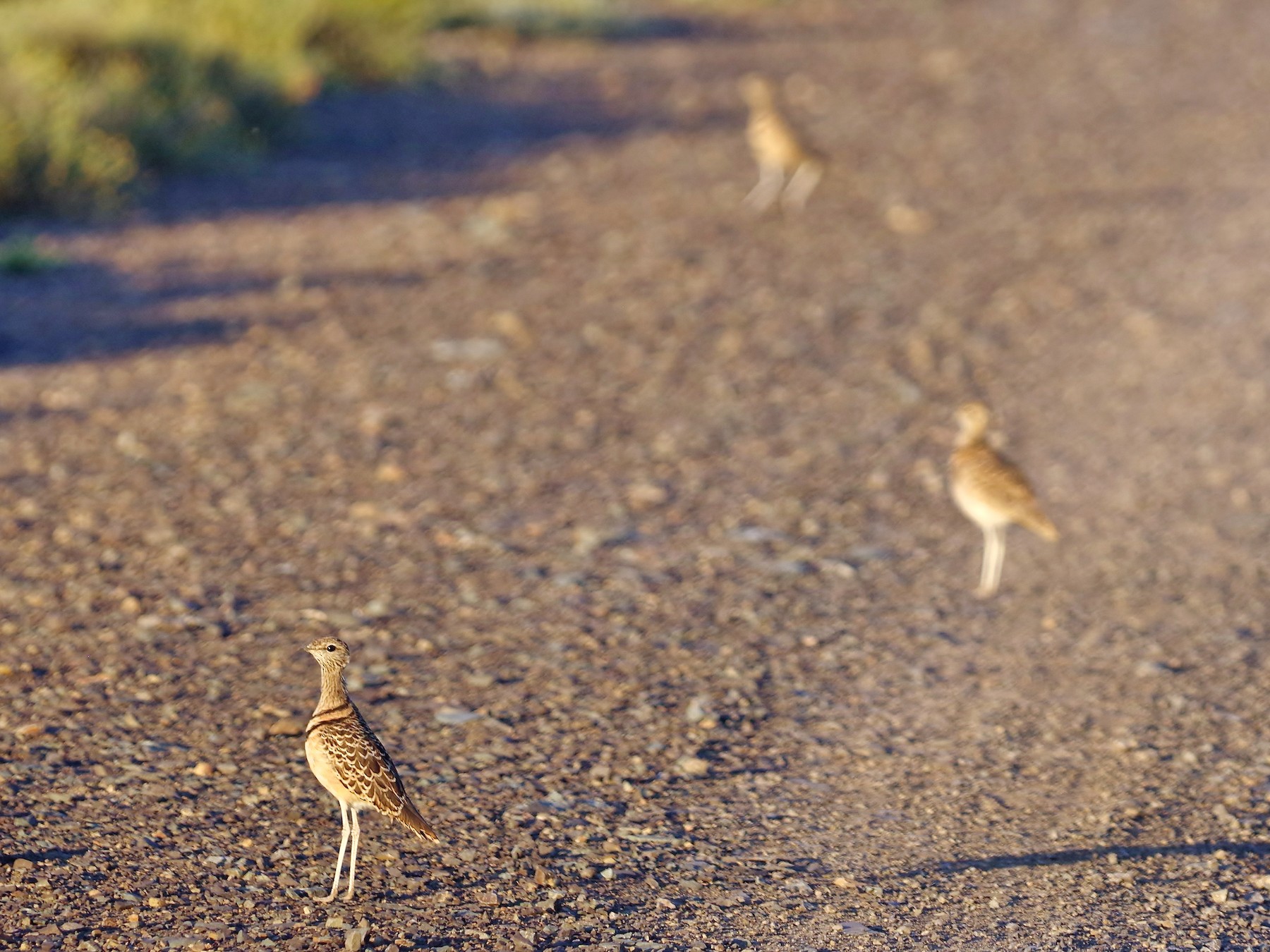 Double-banded Courser - eBird