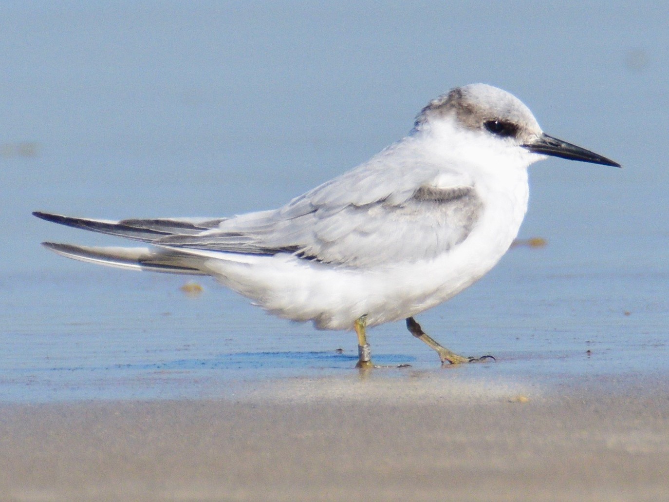 Damara Tern - eBird