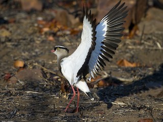 Crowned Lapwing - eBird