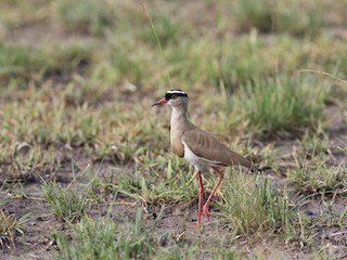 Crowned Lapwing - eBird