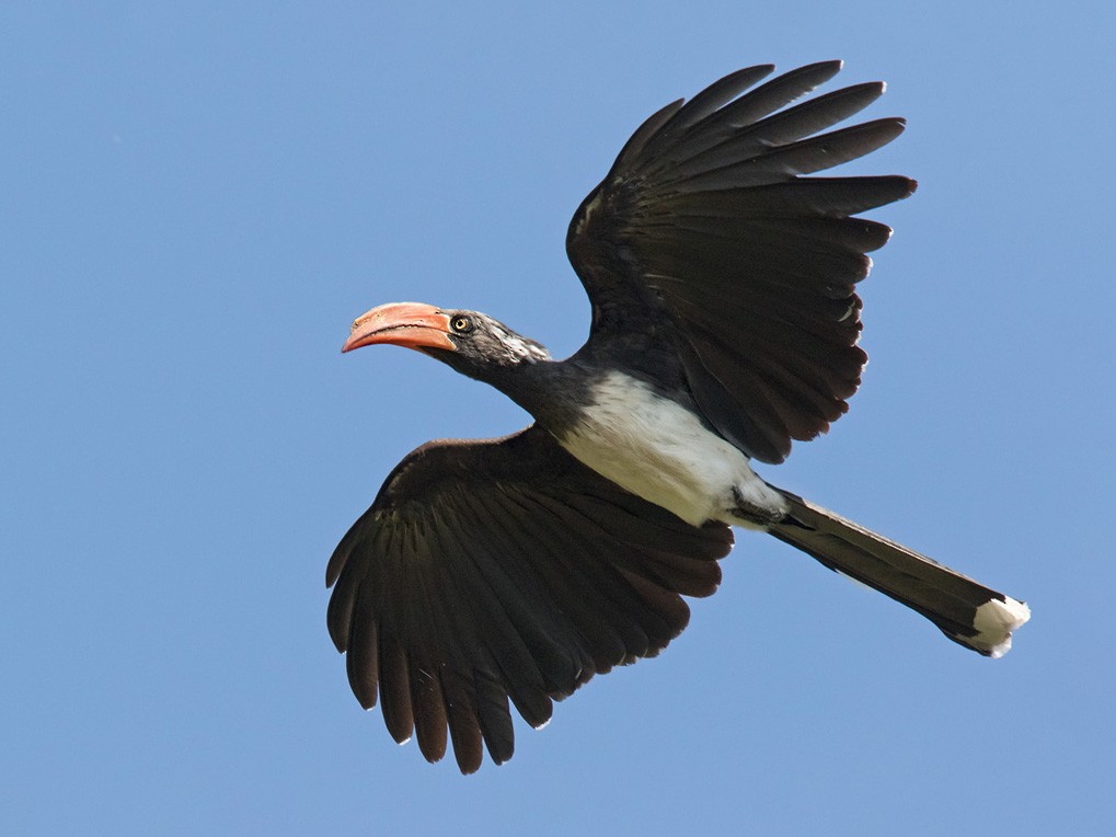 Crowned Hornbill - eBird