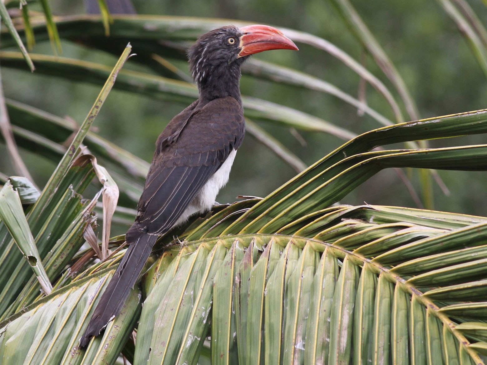 Crowned Hornbill - eBird