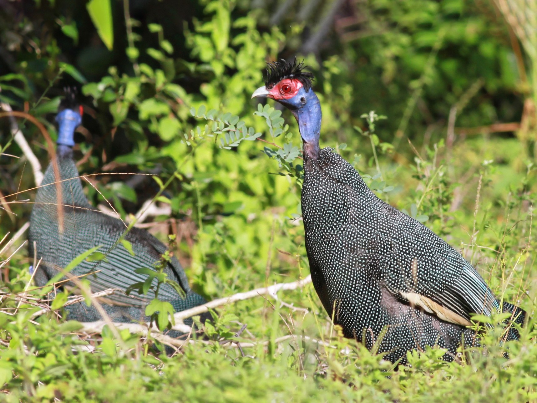 crested guineafowl sp. - eBird