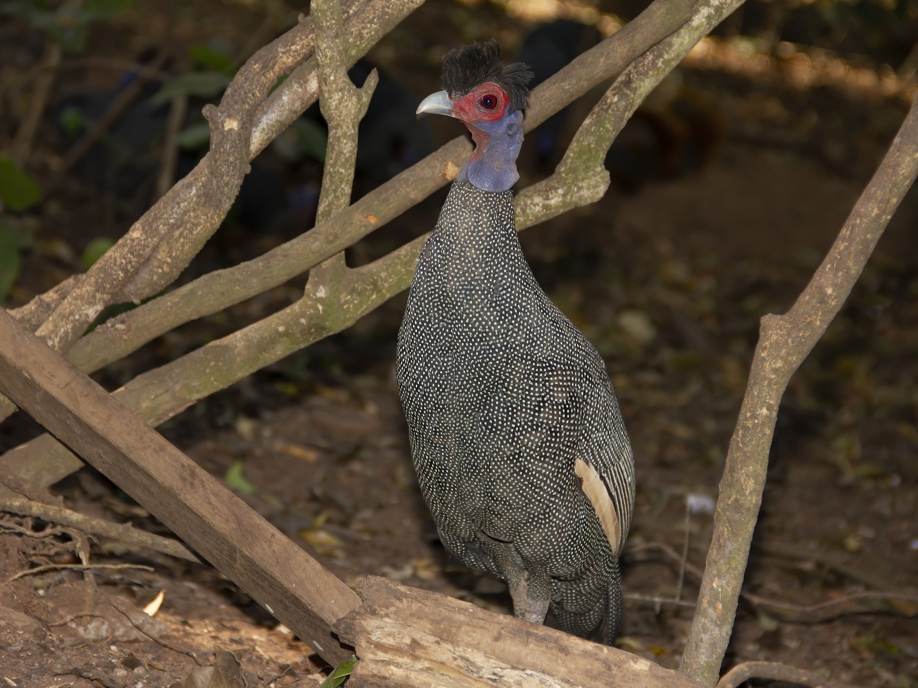 crested guineafowl sp. - eBird