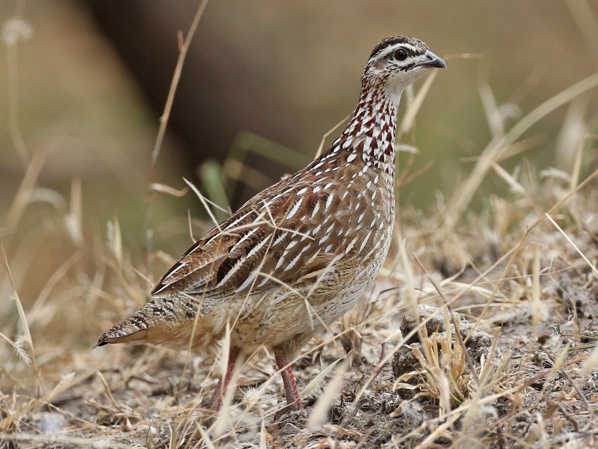 Crested Francolin - eBird