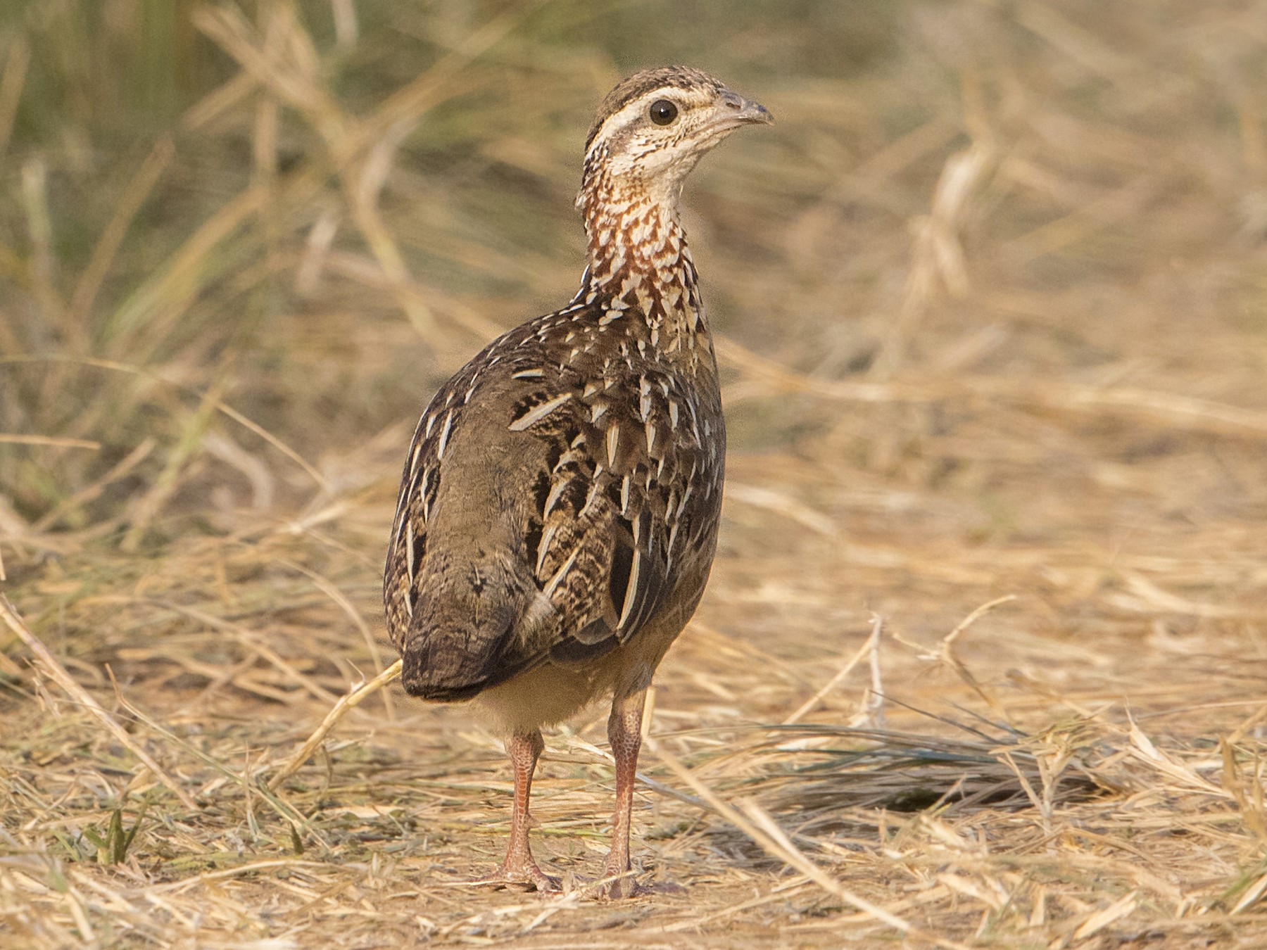 Crested Francolin - eBird