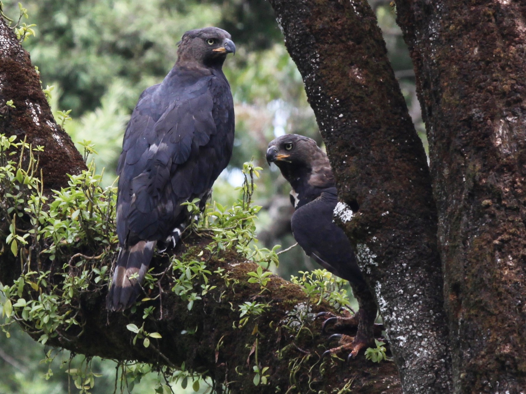 African Crowned Eagle