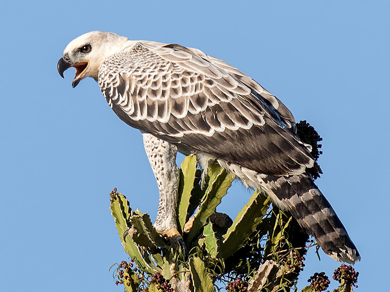 Crowned Eagle - eBird