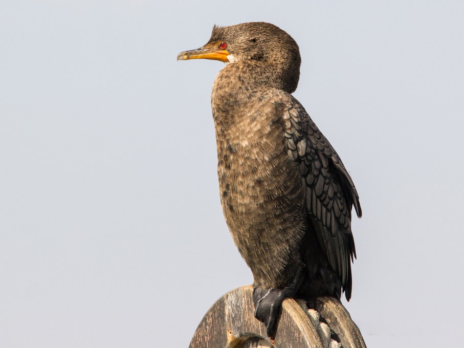 Crowned Cormorant - eBird