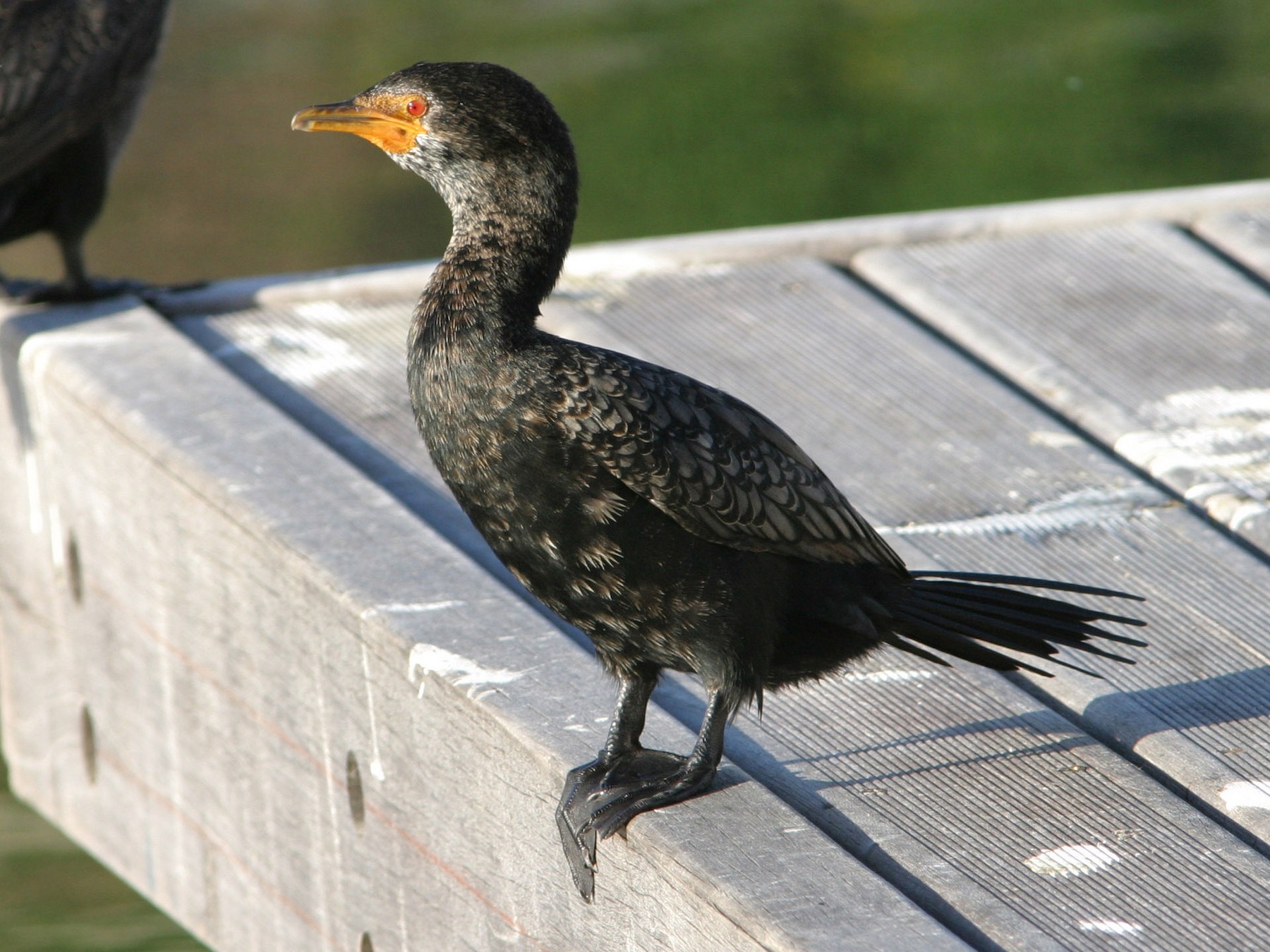 Crowned Cormorant - eBird