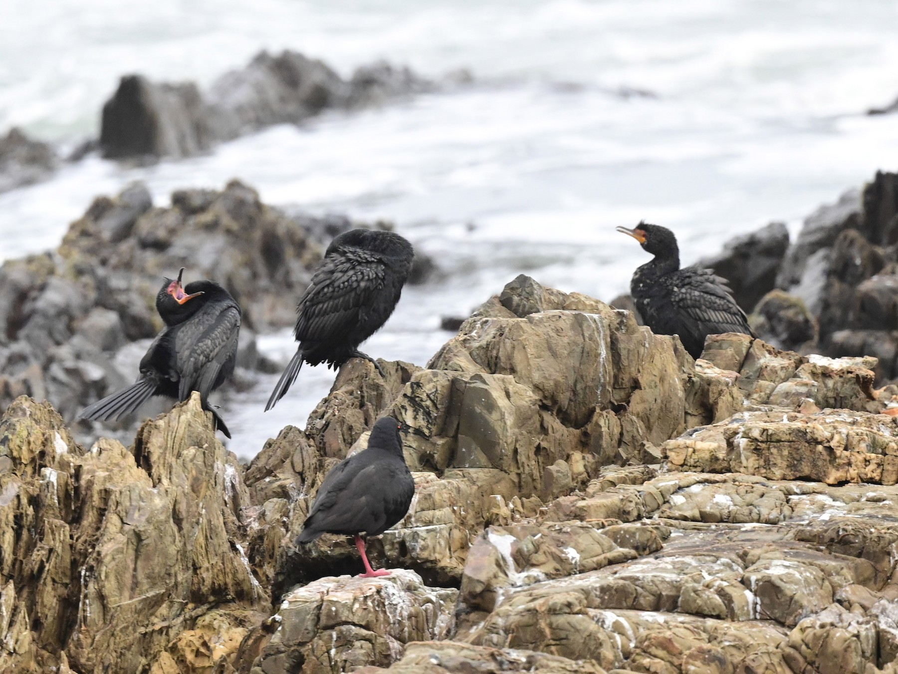 Crowned Cormorant - eBird