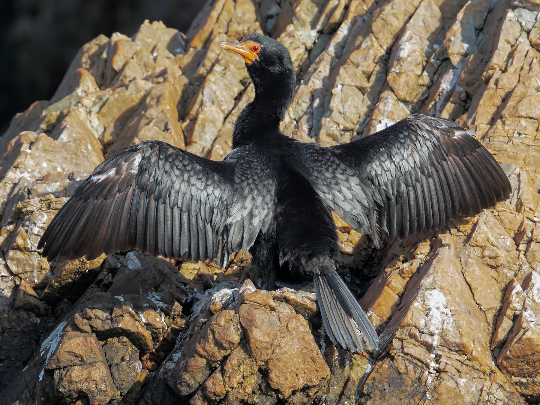 Crowned Cormorant - eBird