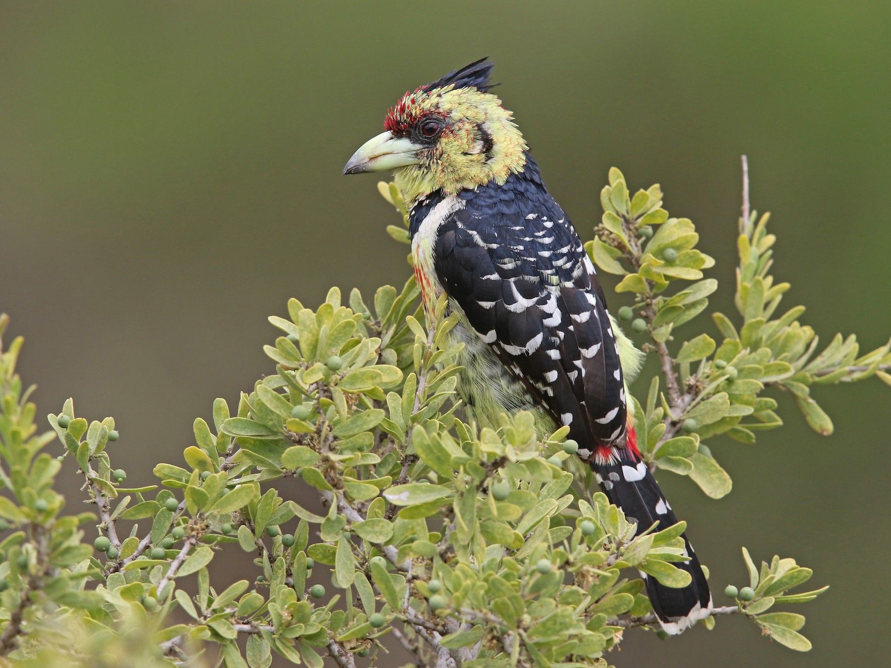 Crested Barbet - eBird
