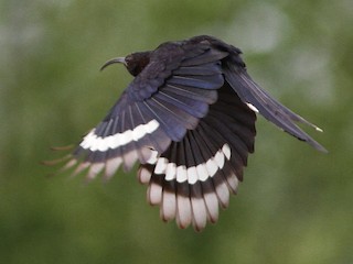 Common Scimitarbill - eBird