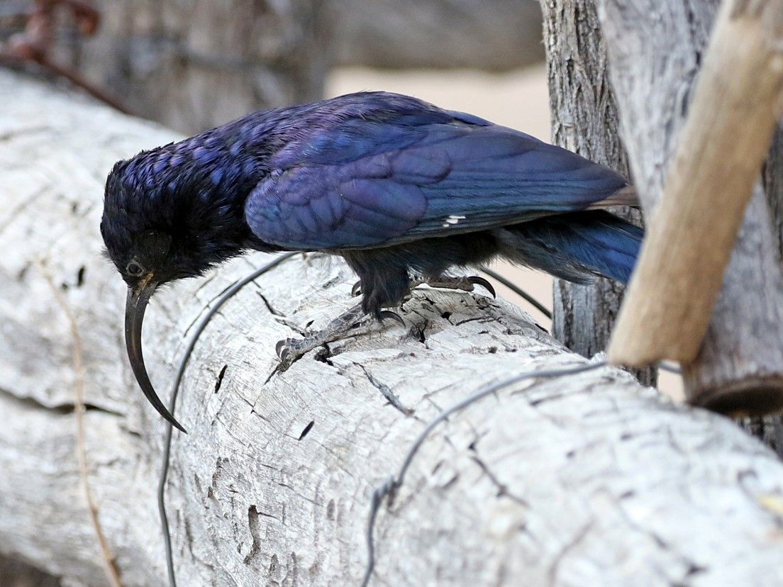 Common Scimitarbill - eBird